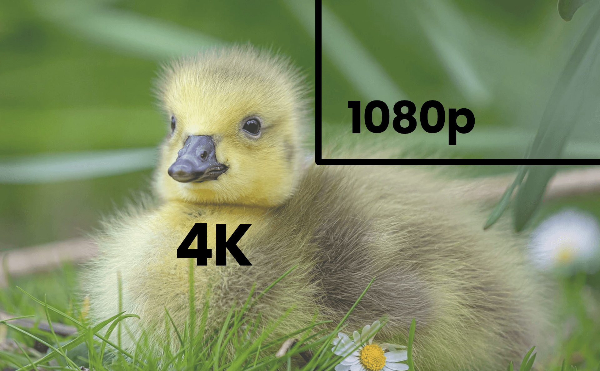 4K Vs 1080p What s The Difference A1 Security Cameras 4K Vs 1080p What s The Difference A1 Security Cameras